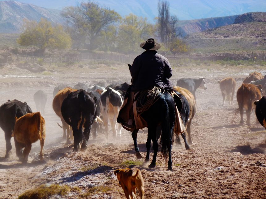 Ride Types – A View of the World from Horseback